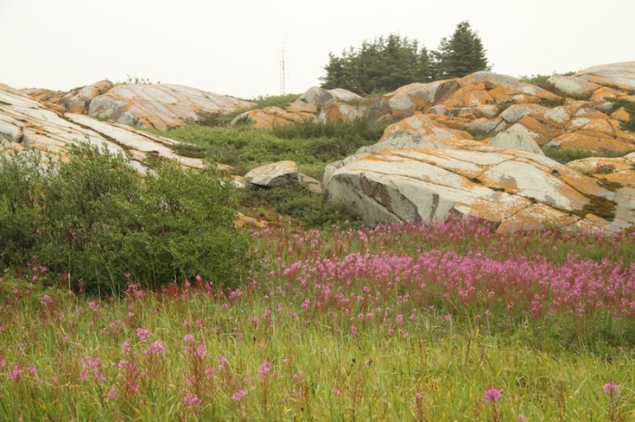 Top 5 Things I Loved About Churchill, Manitoba